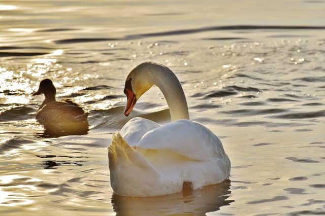 Perbedaan Bebek dengan Itik, Keduanya Sering Disamakan | IDN Times