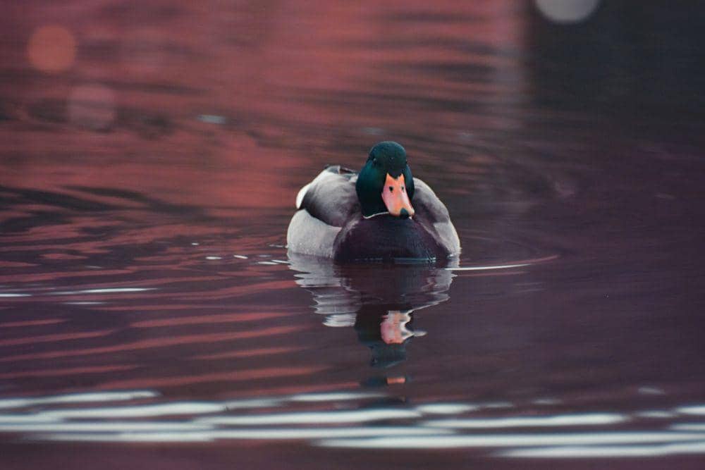 7 Fakta Bebek yang Jarang Diketahui, Paruhnya Sensitif | IDN Times