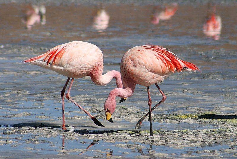 Mengenal 6 Spesies Flamingo di Dunia, Bisa Bedakan? | IDN Times