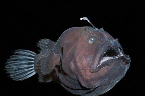 5 Hewan Aneh yang Menghuni Dasar Laut, Ada Anglerfish dan Wo | IDN Times