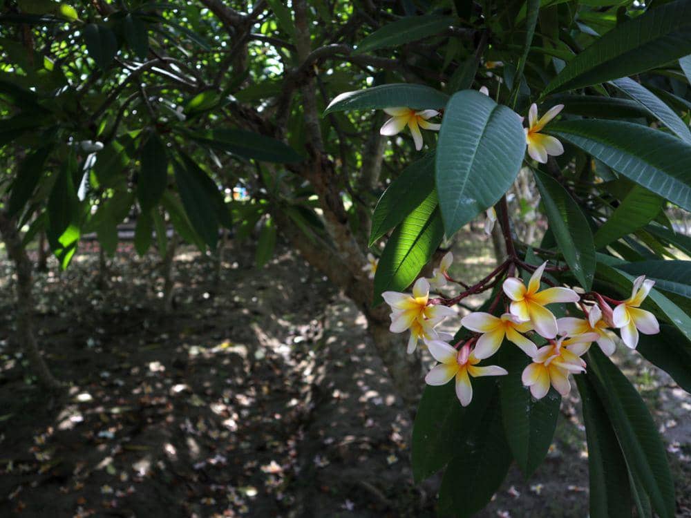 5 Fakta Unik Bunga Jepun Bali, Banyak Fungsi dan Manfaat | IDN Times Bali