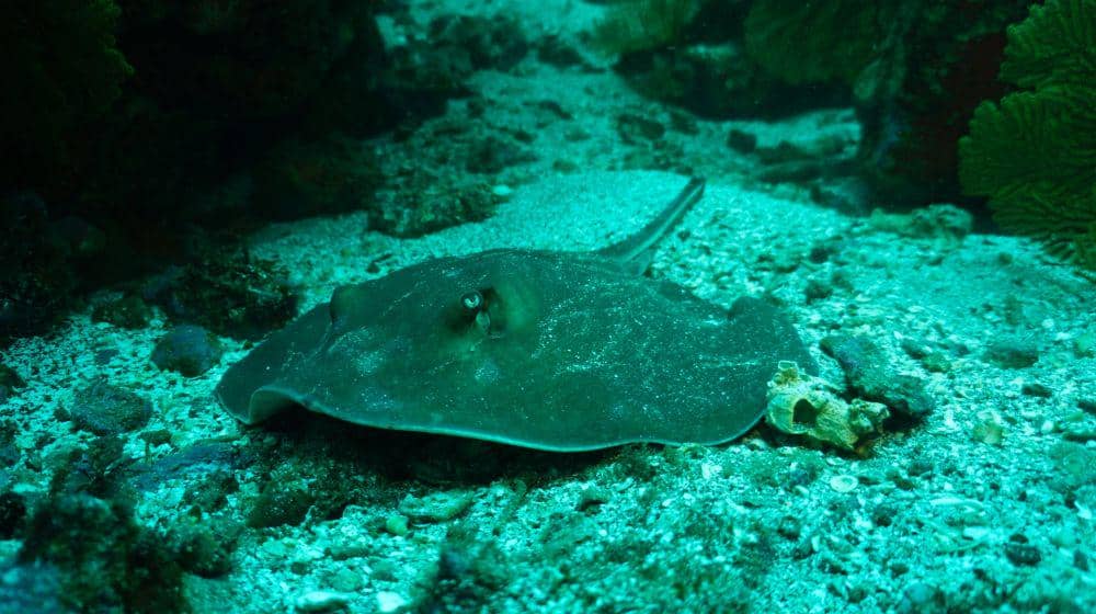 6 Fakta Menarik Ikan Pari, Sudah Hidup Sejak Zaman Purba! | IDN Times