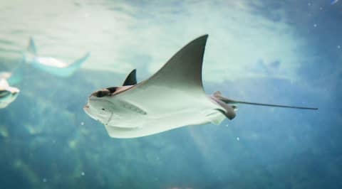 6 Fakta Menarik Ikan Pari, Sudah Hidup Sejak Zaman Purba! | IDN Times