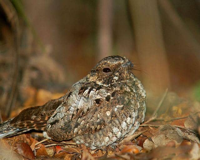 4 Fakta Burung Cabak yang Suka Berbunyi Saat Magrib | IDN Times