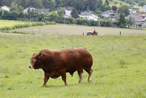 Mengenal Sapi Limousin, Sering Dijadikan Hewan Kurban | IDN Times