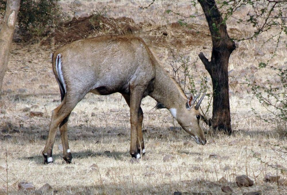 5 Fakta Nilgai, Bisa Bertahan Lama Tanpa Minum! | IDN Times