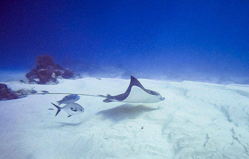 Mengenal Kelompok Ikan Pelagis dan Ikan Demersal | IDN Times