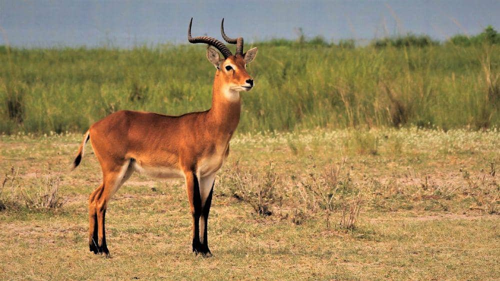 6 Fakta Unik Gazelle, Hewan Pelari yang Sangat Cepat! | IDN Times