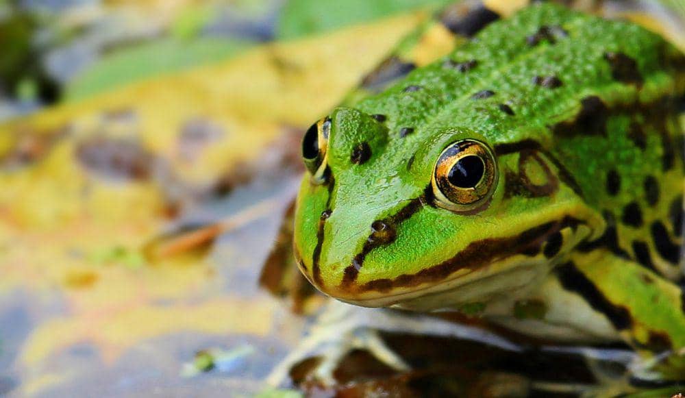 7 Fakta Unik Katak, Matanya Berada di Mulut! | IDN Times