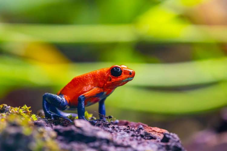 7 Fakta Unik Katak, Matanya Berada di Mulut! | IDN Times