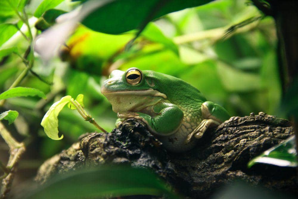 7 Fakta Unik Katak, Matanya Berada di Mulut! | IDN Times