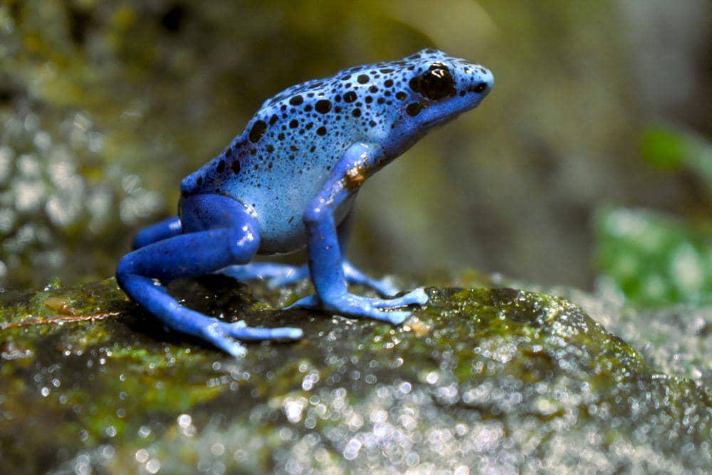 7 Fakta Unik Katak, Matanya Berada di Mulut! | IDN Times