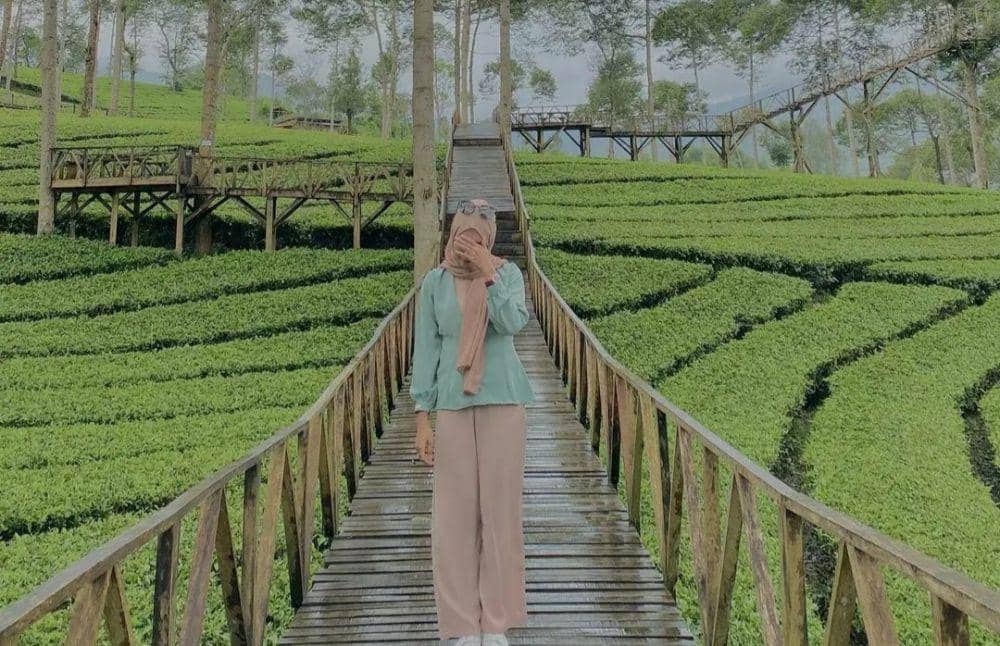 10 Potret Keindahan Kebun Teh Panama Wonosobo, Sejuk! | IDN Times