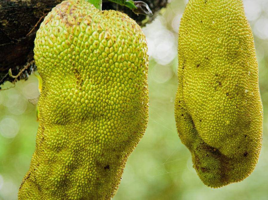 5 Fakta Menarik Cempedak, Buah Mirip Nangka tapi Beraroma Du | IDN Times
