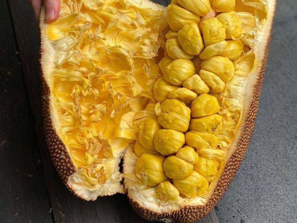 5 Fakta Menarik Cempedak, Buah Mirip Nangka tapi Beraroma Du | IDN Times