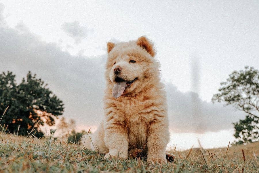 Mengenal Anjing Chow Chow: Karakter dan Ciri yang Membuatnya Unik | IDN ...