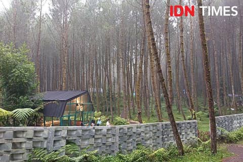 Wisata Tangkal Pinus Bandung: Lokasi, Rute, dan Harga | IDN Times