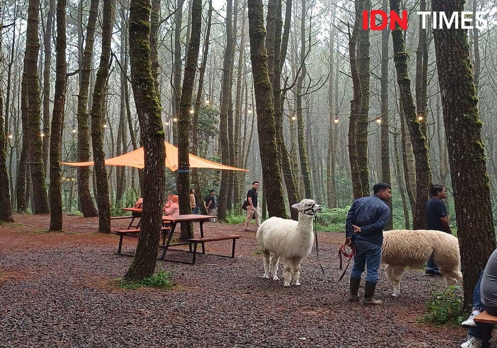Wisata Tangkal Pinus Bandung: Lokasi, Rute, dan Harga | IDN Times