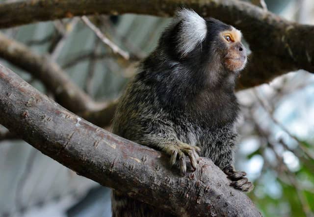 6 Fakta Marmoset, Beberapa Spesies Memakan Getah Pohon | IDN Times