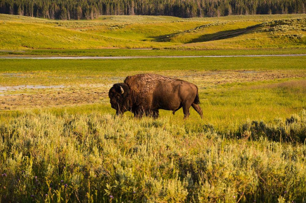 8 Fakta Unik Bison, Bisa Berlari dengan Sangat Cepat! | IDN Times
