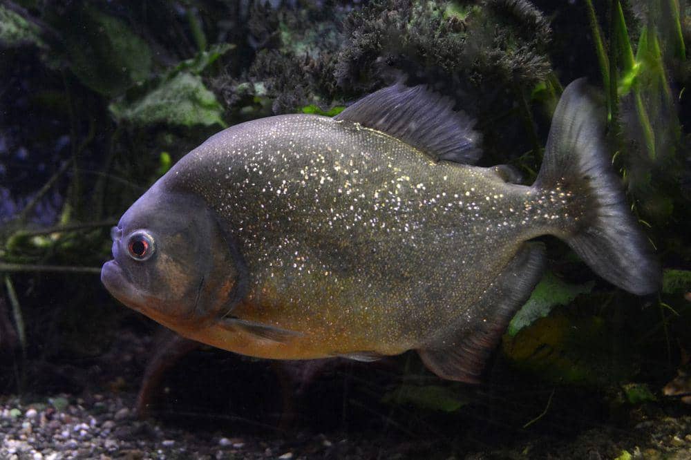 7 Fakta Mengejutkan Piranha, Benarkah Mereka Berbahaya? | IDN Times