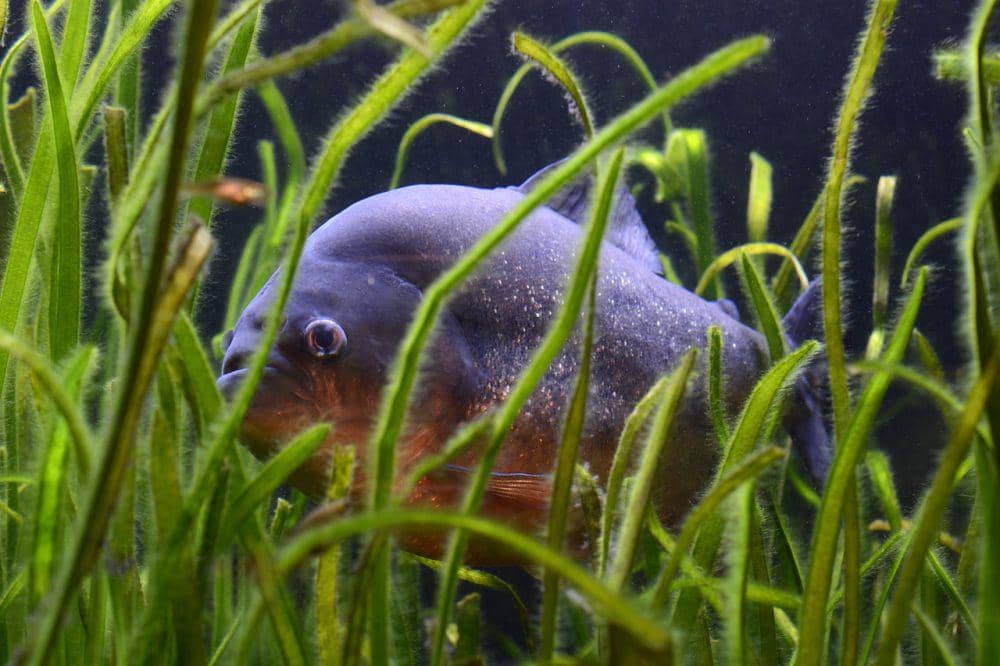 7 Fakta Mengejutkan Piranha, Benarkah Mereka Berbahaya? | IDN Times
