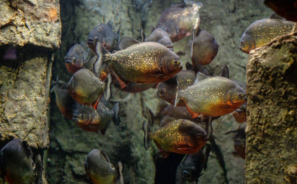 7 Fakta Mengejutkan Piranha, Benarkah Mereka Berbahaya? | IDN Times