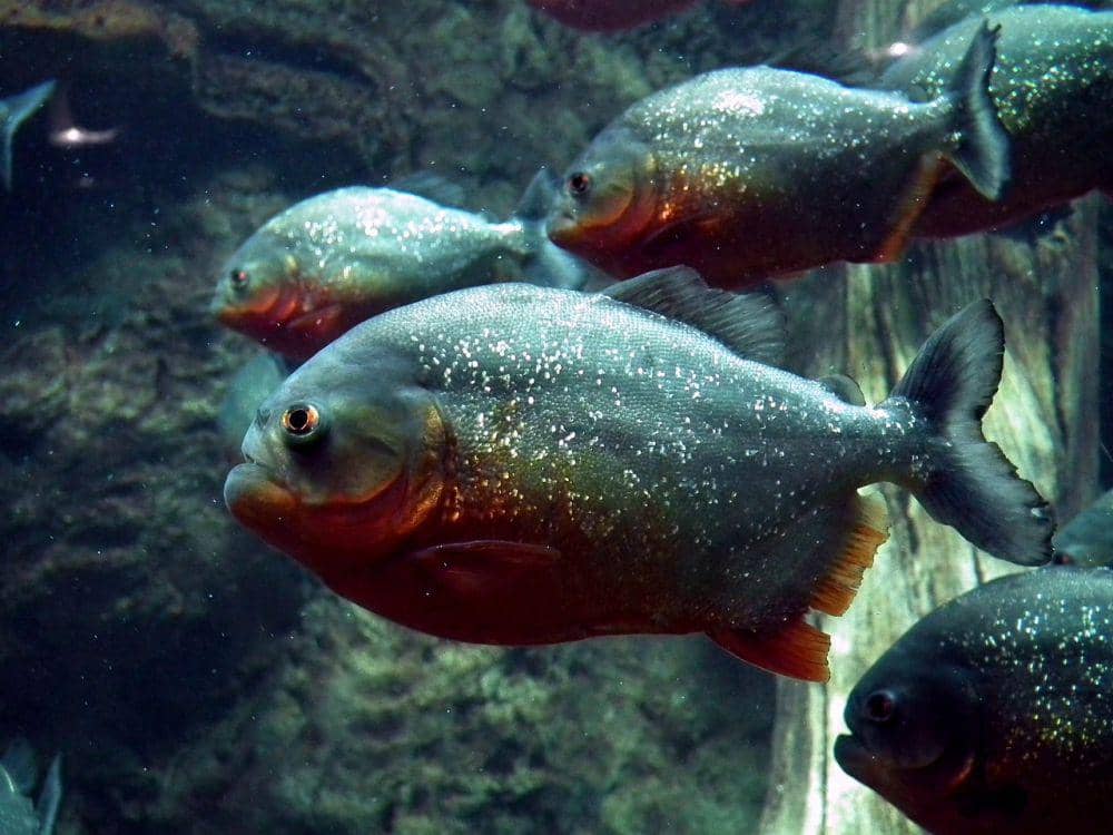 7 Fakta Mengejutkan Piranha, Benarkah Mereka Berbahaya? | IDN Times