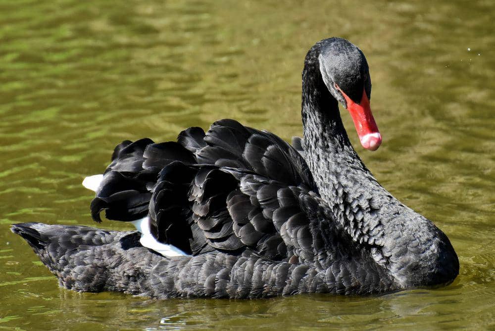 6 Fakta Angsa Hitam, Bisa Terbang dengan Cepat | IDN Times