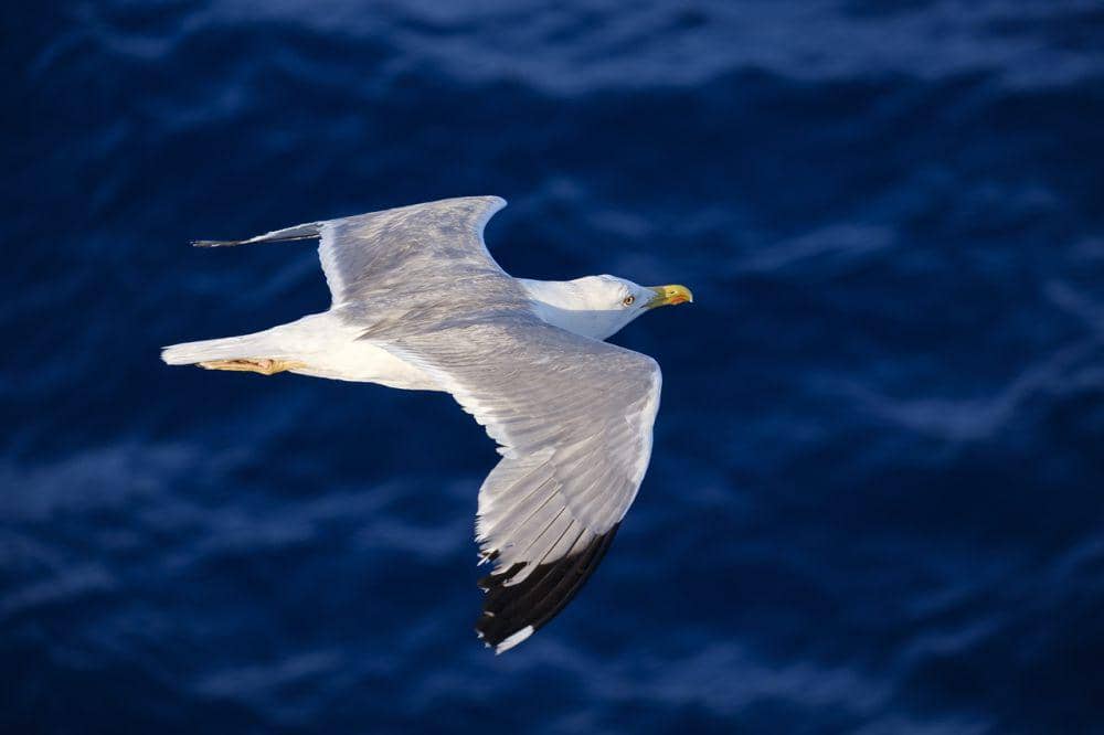 6 Fakta Unik Burung Camar yang Cerdas dan Ahli Mencuri Makanan | IDN Times