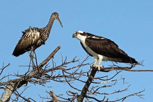 9 Fakta Menarik Limpkin, Burung Nyentrik Pemakan Keong Mas | IDN Times