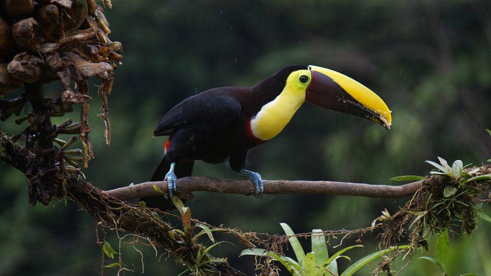 7 Fakta Tukan, Pemakan Buah yang Tak Bisa Terbang Jauh! | IDN Times