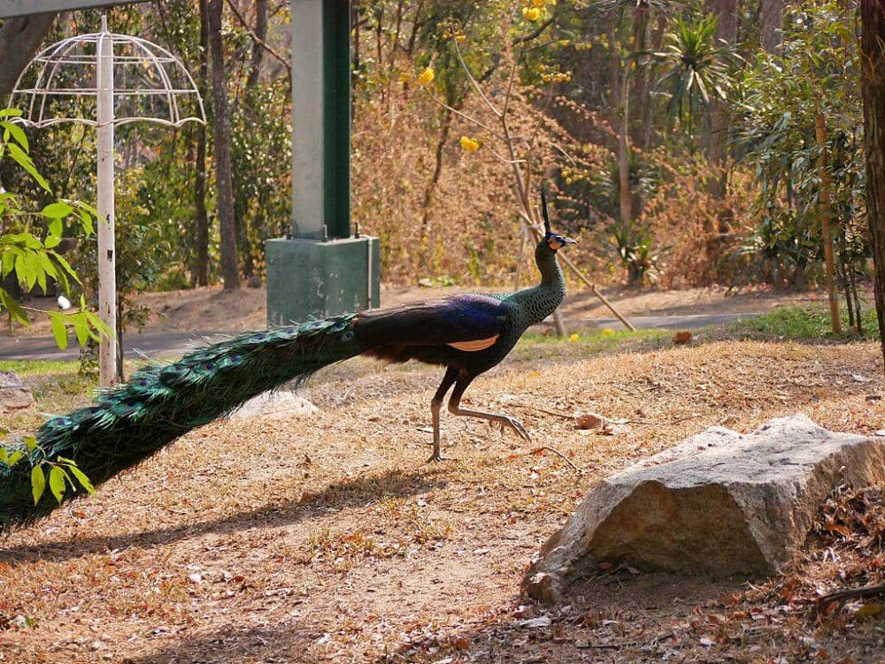 10 Fakta tentang Merak Hijau, Spesies Khas Pulau Jawa | IDN Times