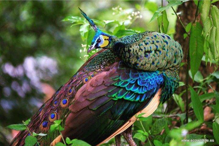 10 Fakta tentang Merak Hijau, Spesies Khas Pulau Jawa | IDN Times