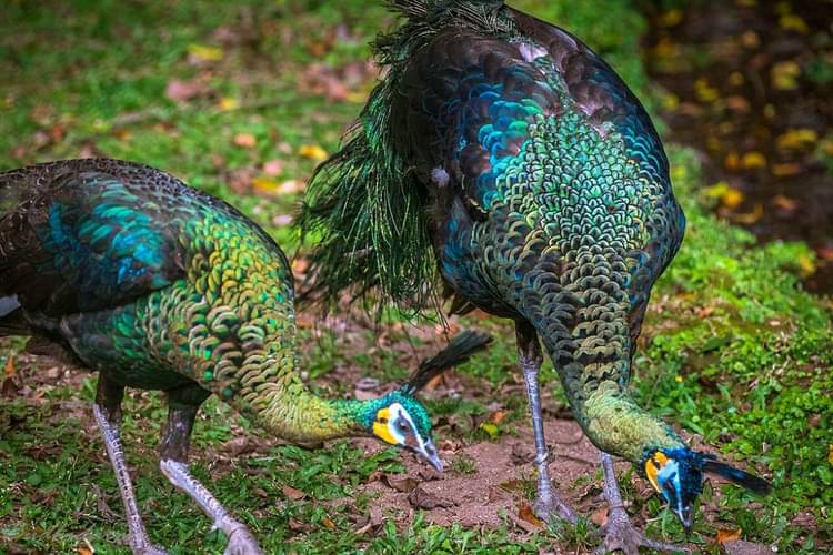 10 Fakta tentang Merak Hijau, Spesies Khas Pulau Jawa | IDN Times