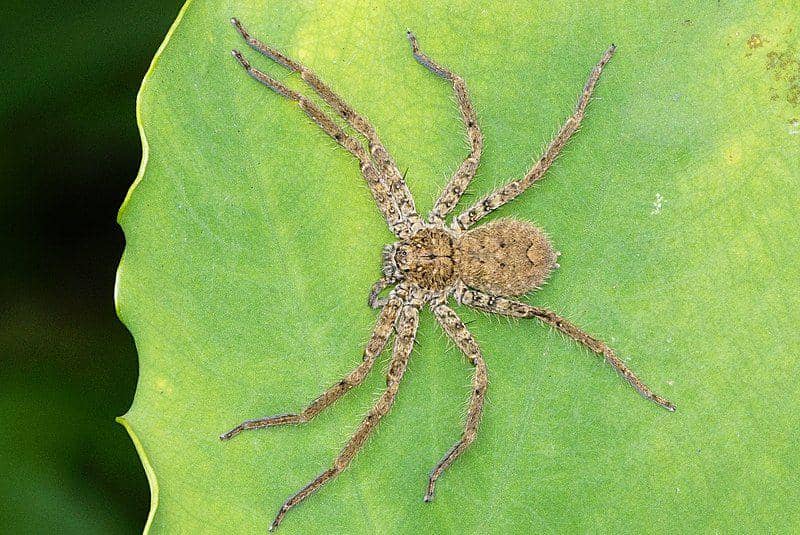 Fakta Unik Huntsman Spider | IDN Times