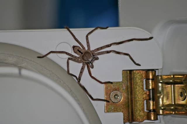 Fakta Unik Huntsman Spider | IDN Times