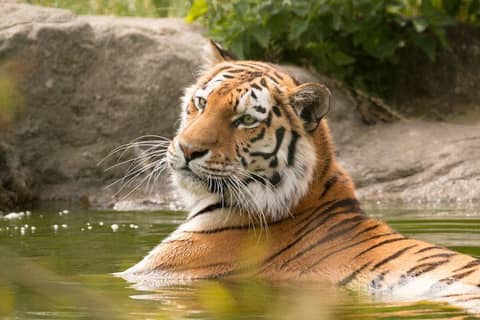 Apa Harimau Boleh Dipelihara? Berikut Pertimbangannya | IDN Times