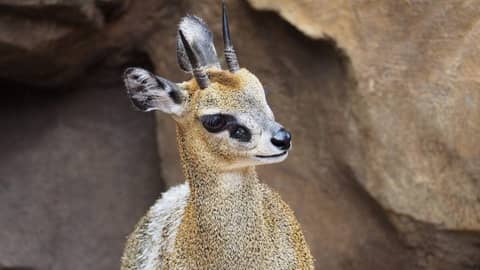 5 Fakta Klipspringer, Antelop Kecil yang Ahli Melompat | IDN Times