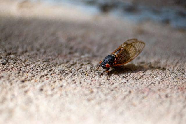 9 Fakta Unik Tonggeret, Serangga yang Punya Suara Nyaring | IDN Times