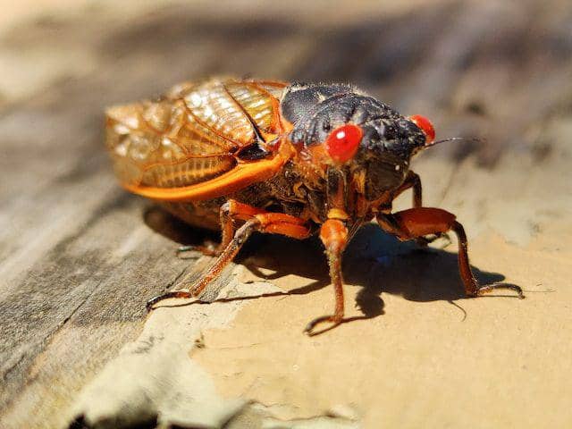 9 Fakta Unik Tonggeret, Serangga yang Punya Suara Nyaring | IDN Times