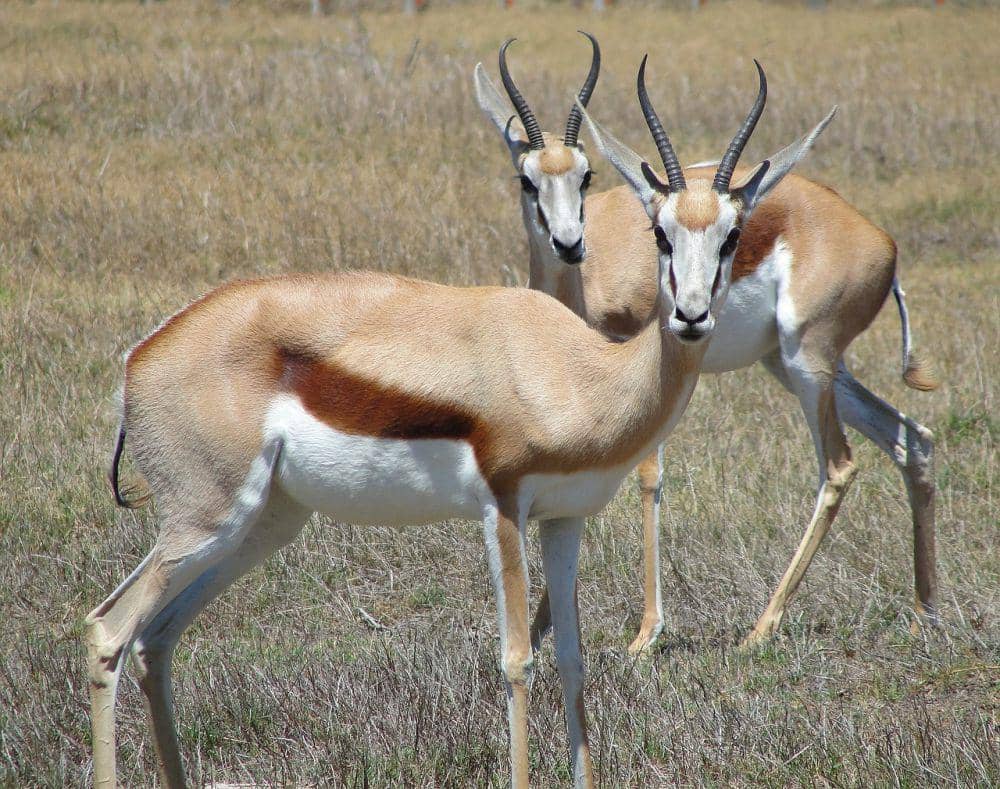 6 Fakta Menarik Springbok, Punya Lompatan Khas untuk Pamer! | IDN Times