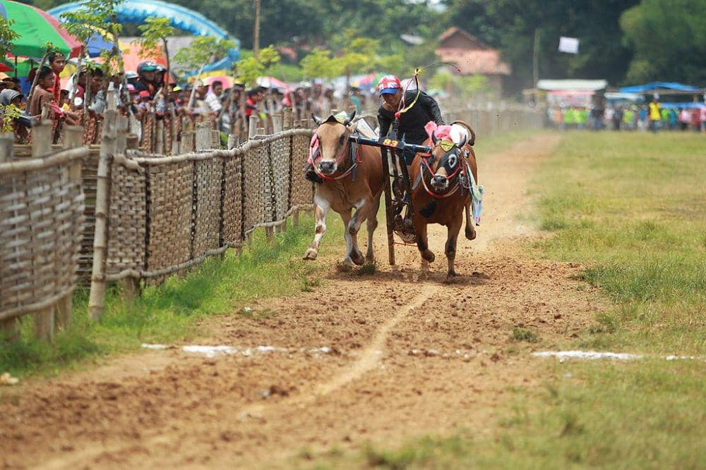Apa Itu Tradisi Sampi Gerumbungan, dan Bedanya dengan Karapan Sapi ...