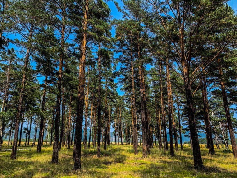 10 Fakta Pohon Pinus, Ikon Keindahan di Alam! | IDN Times