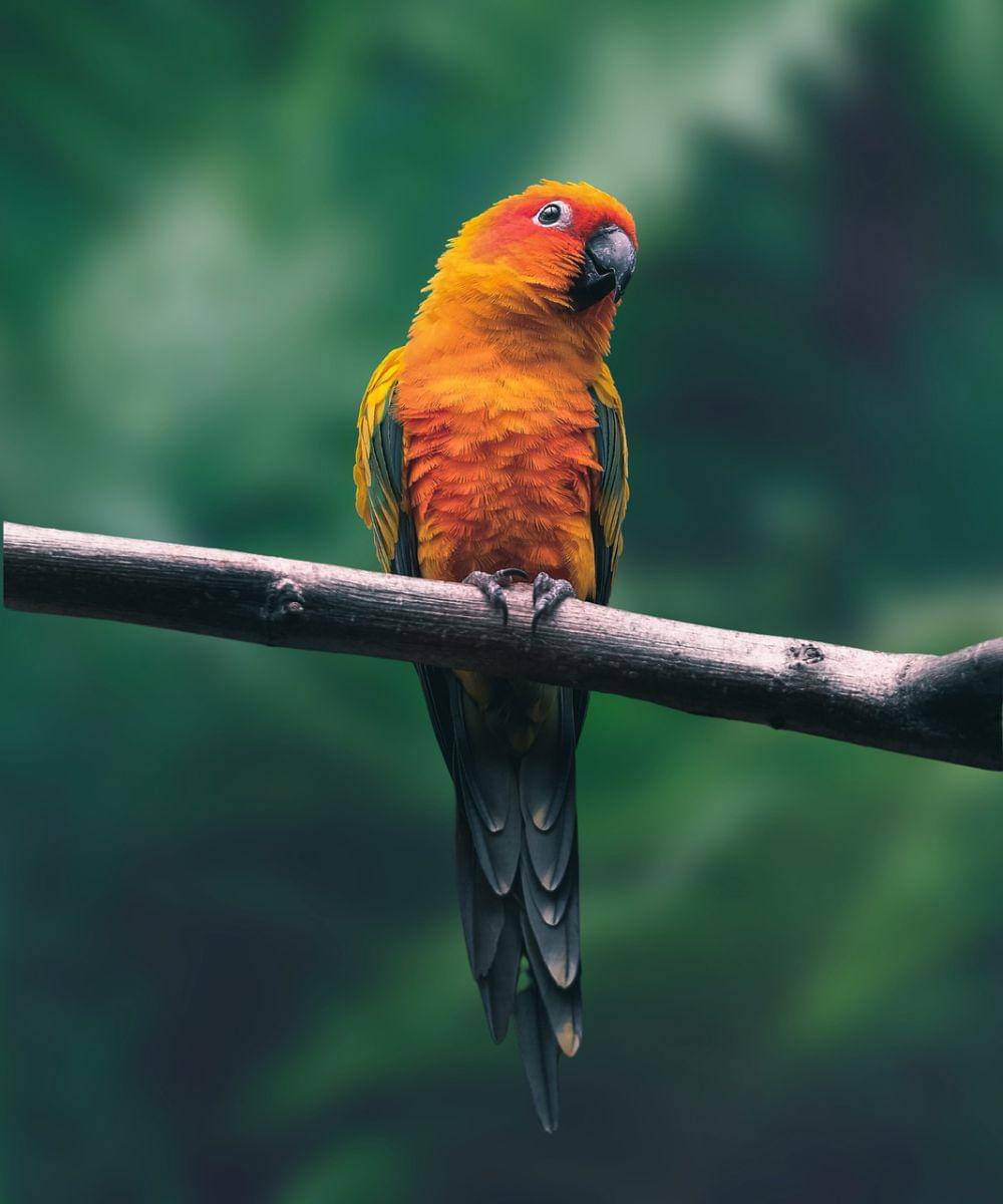 10 Fakta Burung Beo yang Jarang Diketahui, Sudah Tahu? | IDN Times