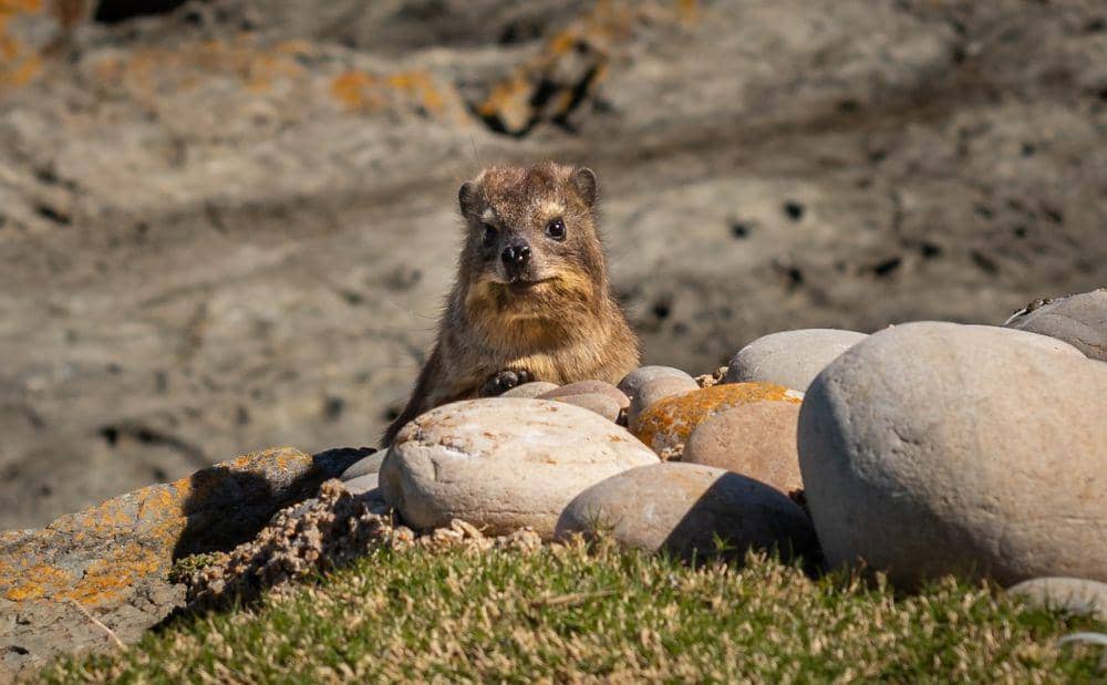 6 Fakta Unik Hyrax Batu, Kotorannya Memiliki Banyak Manfaat! | IDN Times