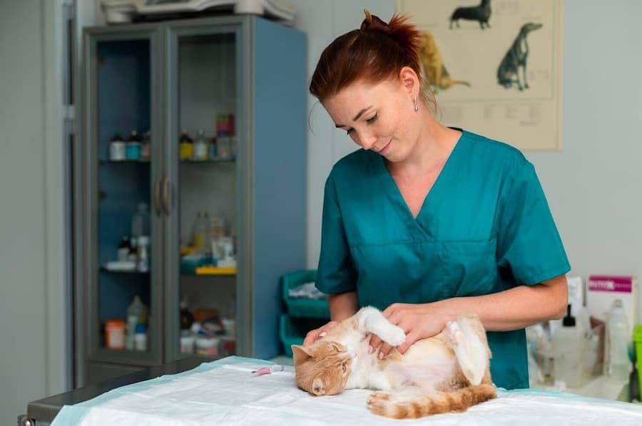 7 Cara Mengobati Kaki Kucing yang Pincang Sesuai Penyebabnya | IDN Times