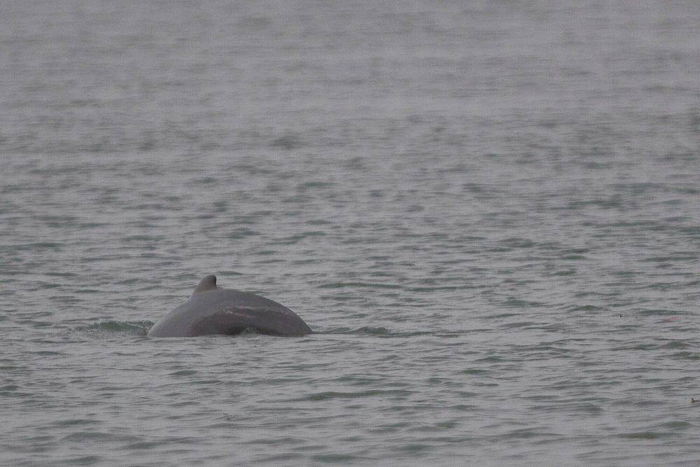 6 Fakta Menarik Pesut Mahakam yang Kerap Bantu Nelayan | IDN Times