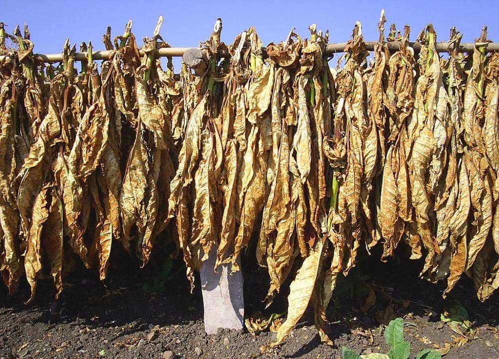 5 Fakta Tembakau, Bahan Utama untuk Produksi Rokok | IDN Times