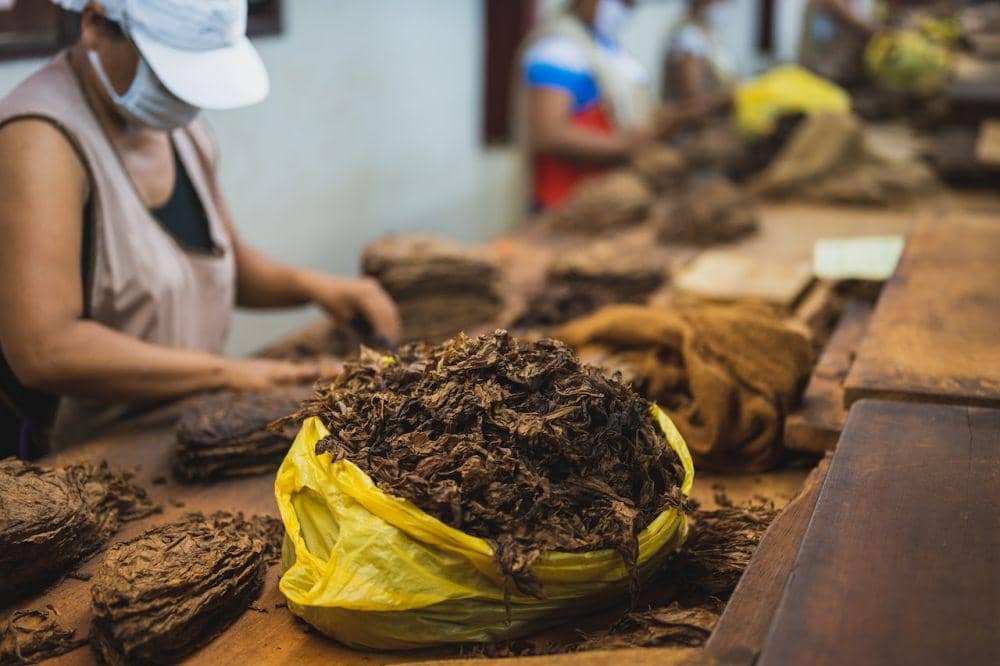 5 Fakta Tembakau, Bahan Utama untuk Produksi Rokok | IDN Times